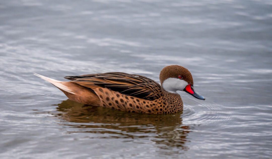 23 Types of Florida Ducks - The Hip Chick