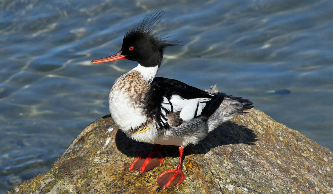 23 Types of Florida Ducks - The Hip Chick