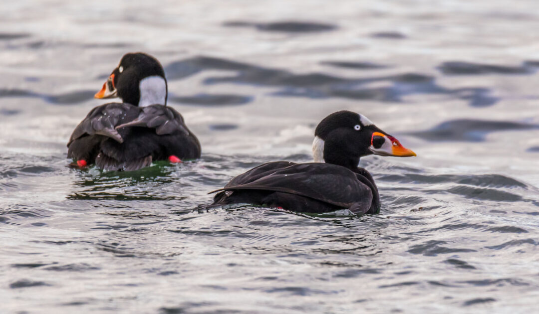 23 Types of Florida Ducks - The Hip Chick