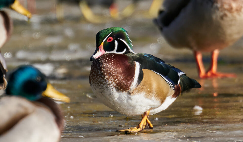 23 Types of Florida Ducks - The Hip Chick