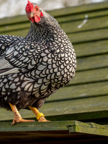 Buckeye Chicken Breed Profile - The Hip Chick