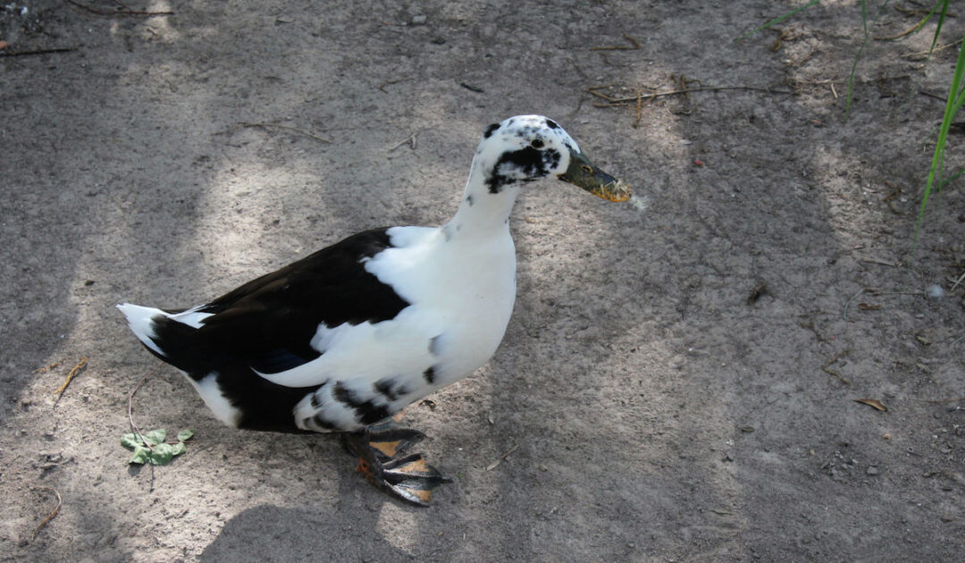 Black and White Duck Breeds - The Hip Chick