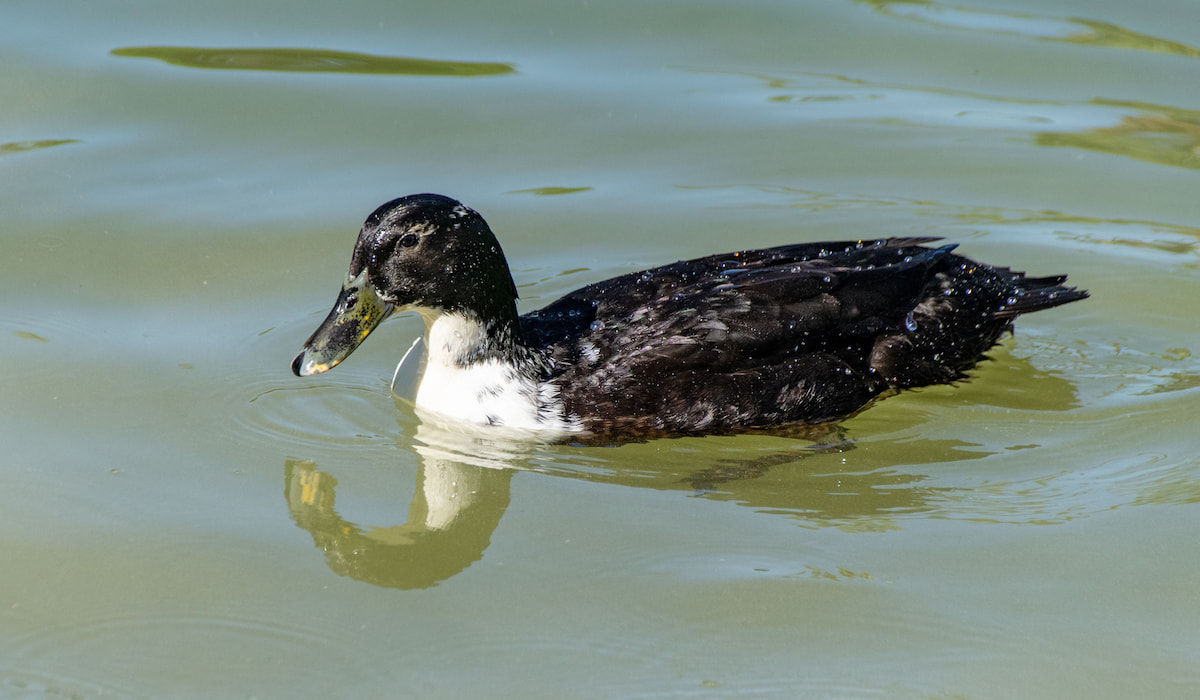 Black and White Duck Breeds - The Hip Chick