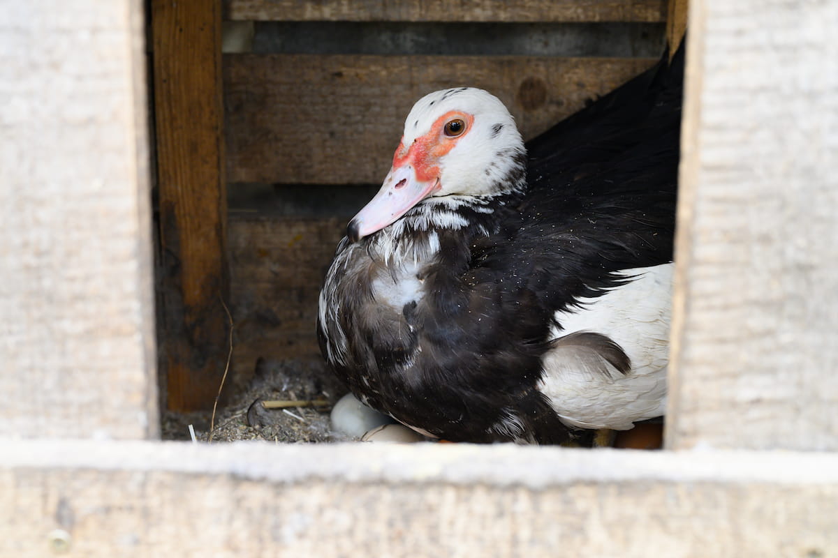 5 Reasons Your Ducks Are Laying Soft Eggs - The Hip Chick
