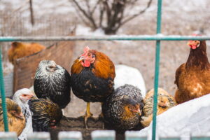 What Temperature is Too Cold for Chickens? - The Hip Chick