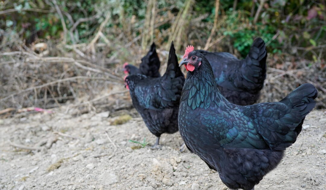 11 Best Laying Hens for North Carolina - The Hip Chick