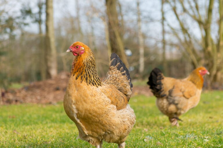 10 Stunning Yellow Chicken Breeds for Your Backyard Coop - The Hip Chick