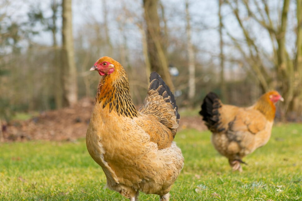 10 Stunning Yellow Chicken Breeds for Your Backyard Coop - The Hip Chick