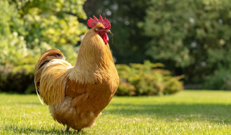 10 Stunning Yellow Chicken Breeds for Your Backyard Coop - The Hip Chick