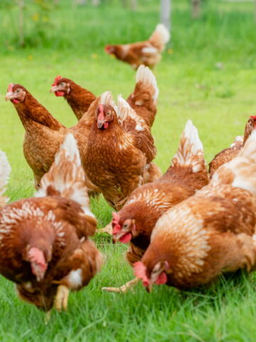 Can Chickens Get Fleas? - The Hip Chick