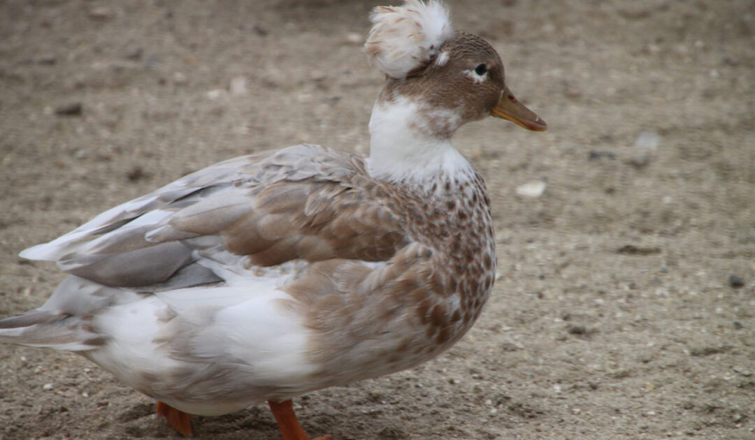 Crested Duck Breed - The Hip Chick