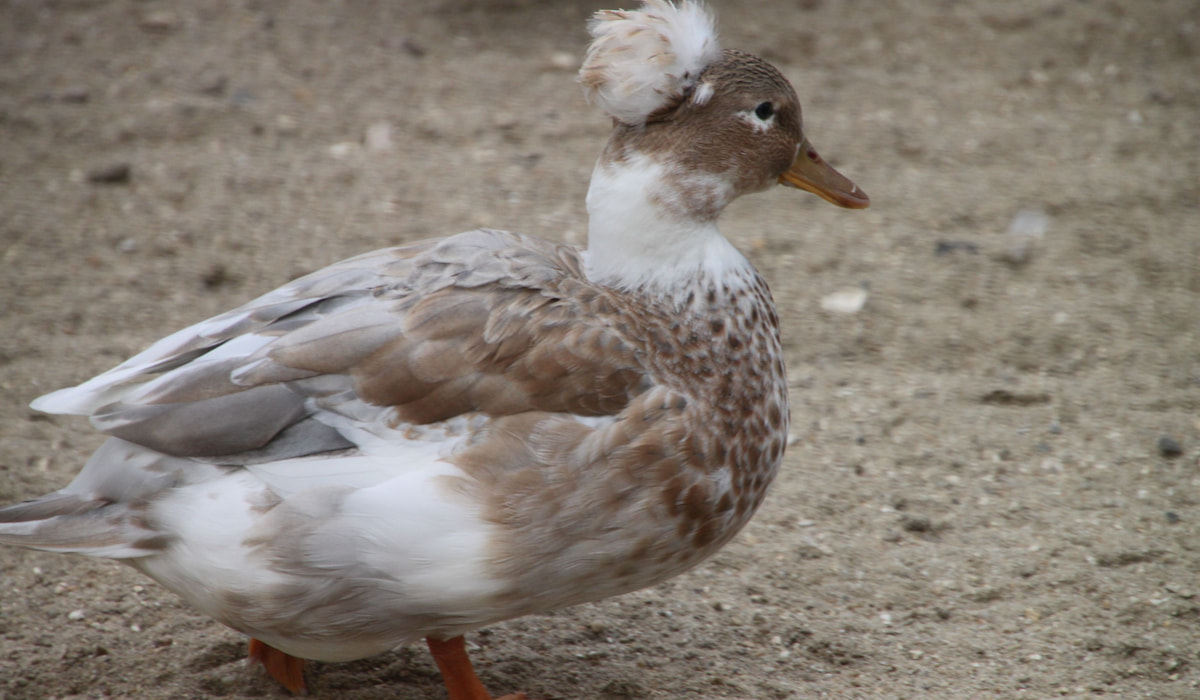 Crested Duck Breed - The Hip Chick