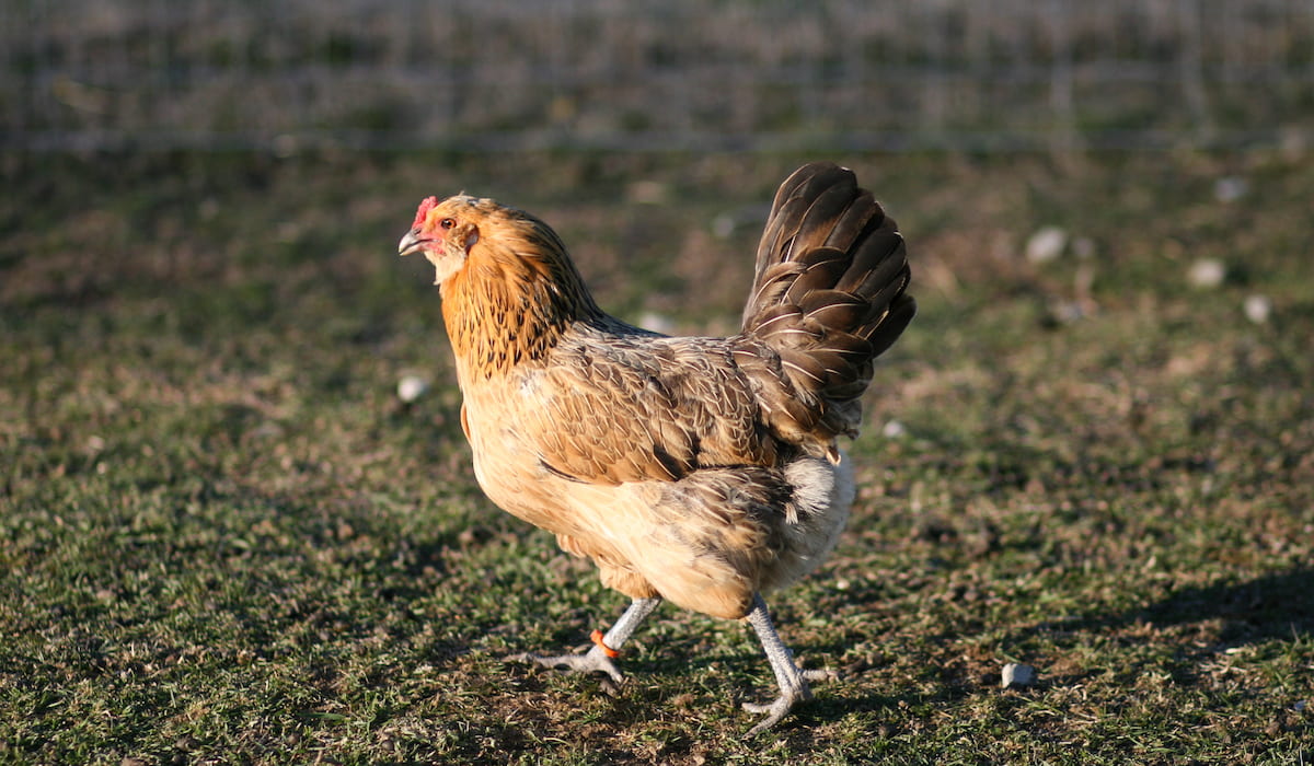 Easter Egger Breed Profile - The Hip Chick