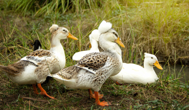 Crested Duck Breed - The Hip Chick