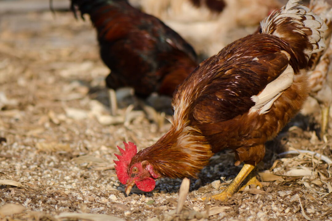 Can Chickens Eat Rice? - The Hip Chick
