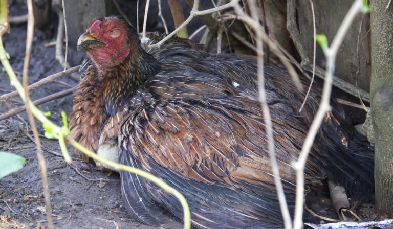 How Do Chickens Get Salmonella - The Hip Chick