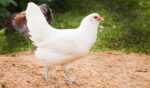 11 All White Chicken Breeds You Will Love! - The Hip Chick