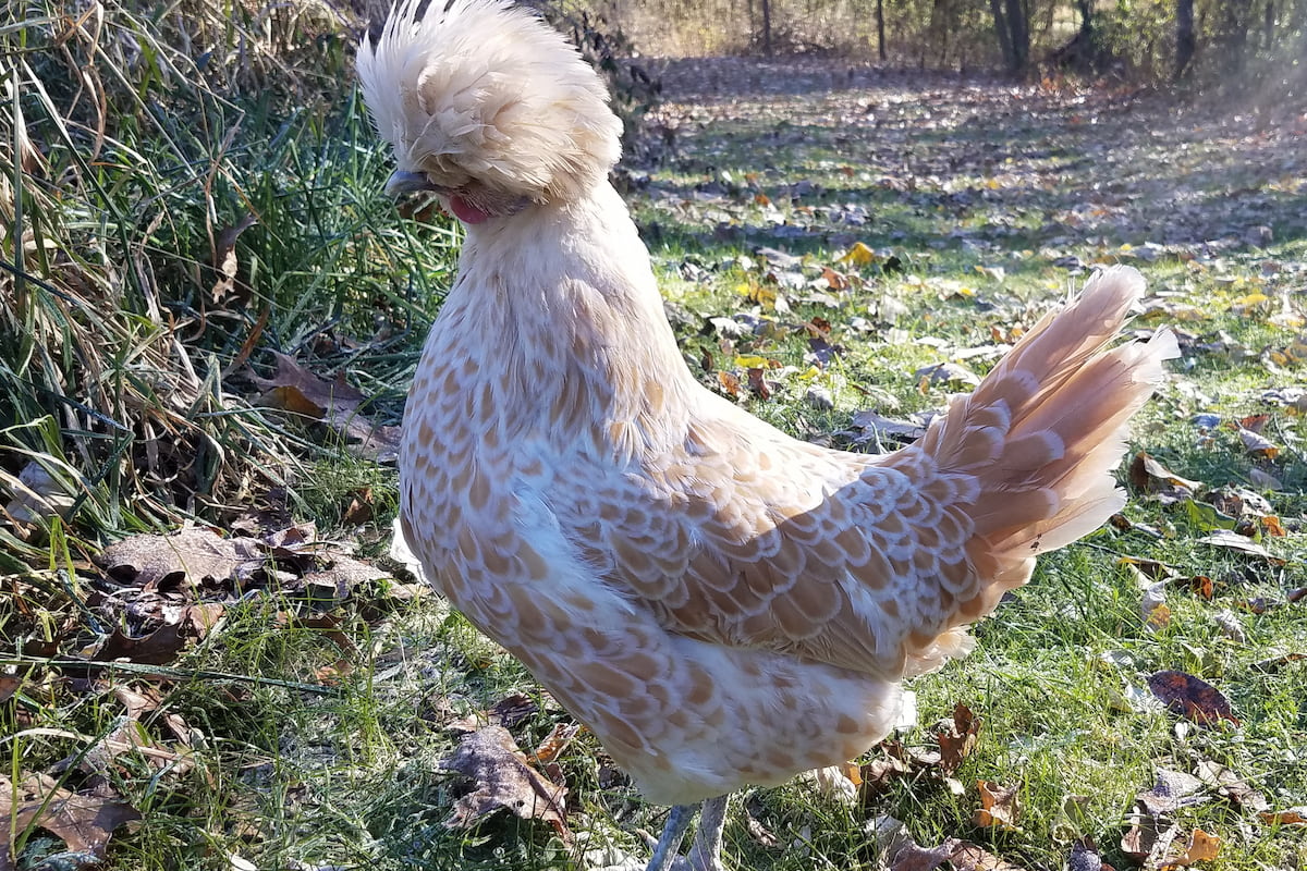 10 Stunning Yellow Chicken Breeds for Your Backyard Coop - The Hip Chick