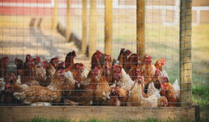 Can Chickens Get Fleas? - The Hip Chick