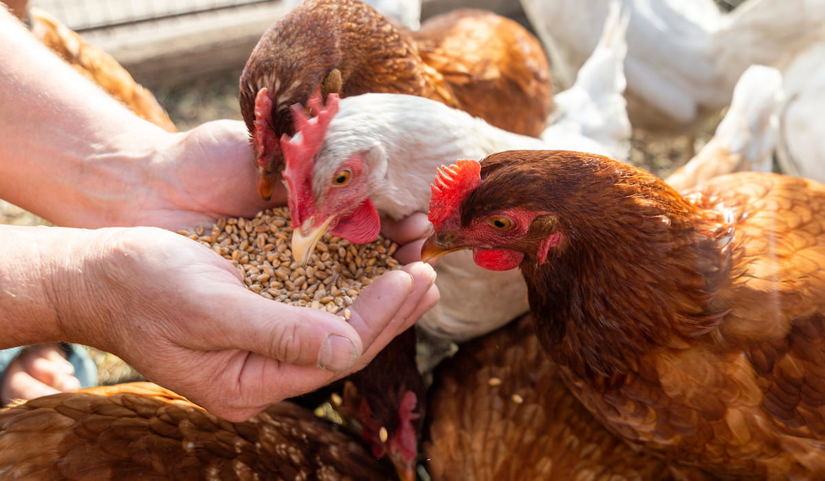Can Chickens Eat Goat Feed? - The Hip Chick