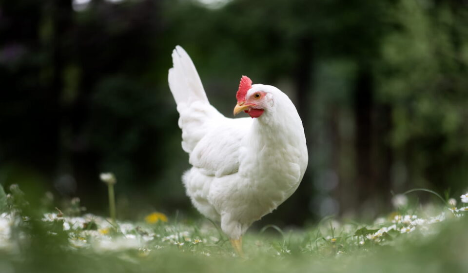 13 Healthiest Chicken Breeds - The Hip Chick
