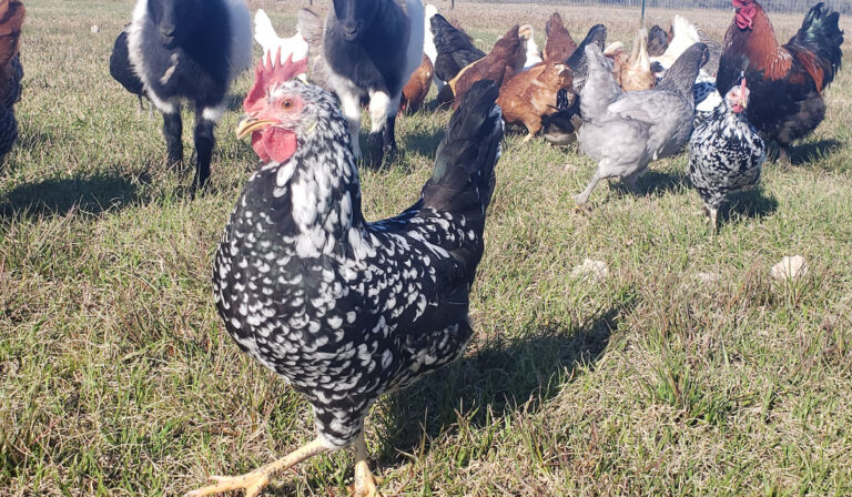 10 Small Black Chicken Breeds - The Hip Chick