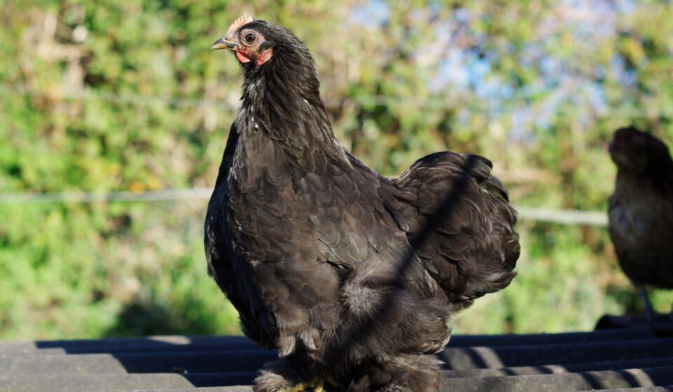 10 Small Black Chicken Breeds - The Hip Chick