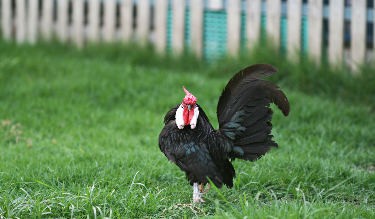 10 Small Black Chicken Breeds - The Hip Chick