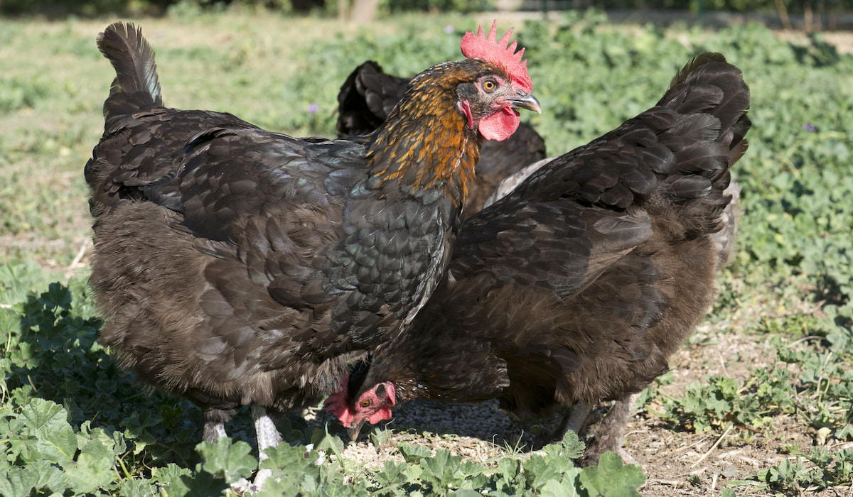 10 Small Black Chicken Breeds - The Hip Chick