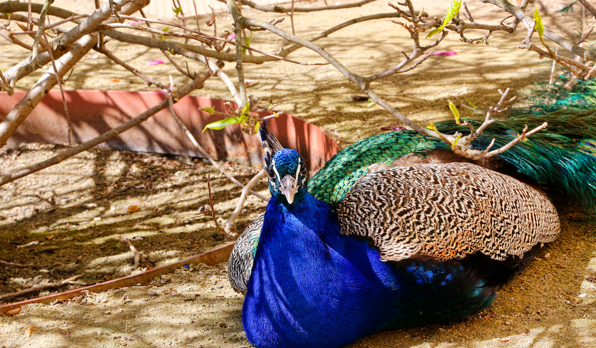 How to Keep Peacocks Cool in Summer – 9 Tips - The Hip Chick