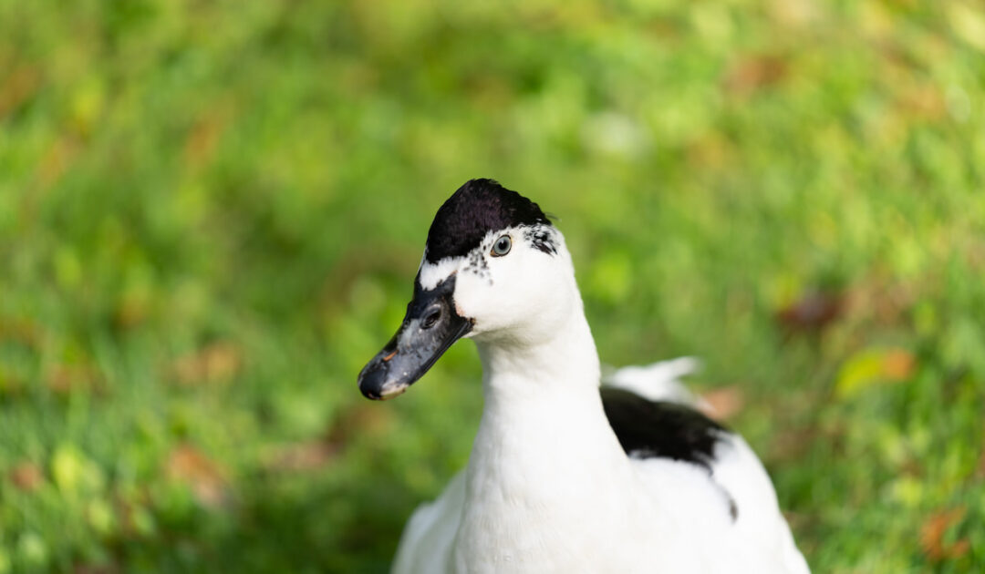 10 Duck Breeds for Eggs - The Hip Chick