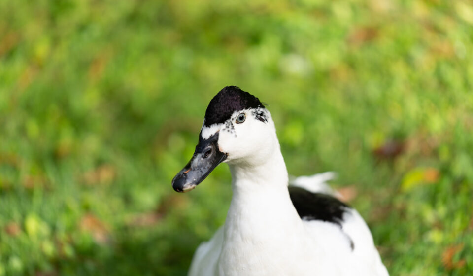 10 Duck Breeds for Eggs - The Hip Chick