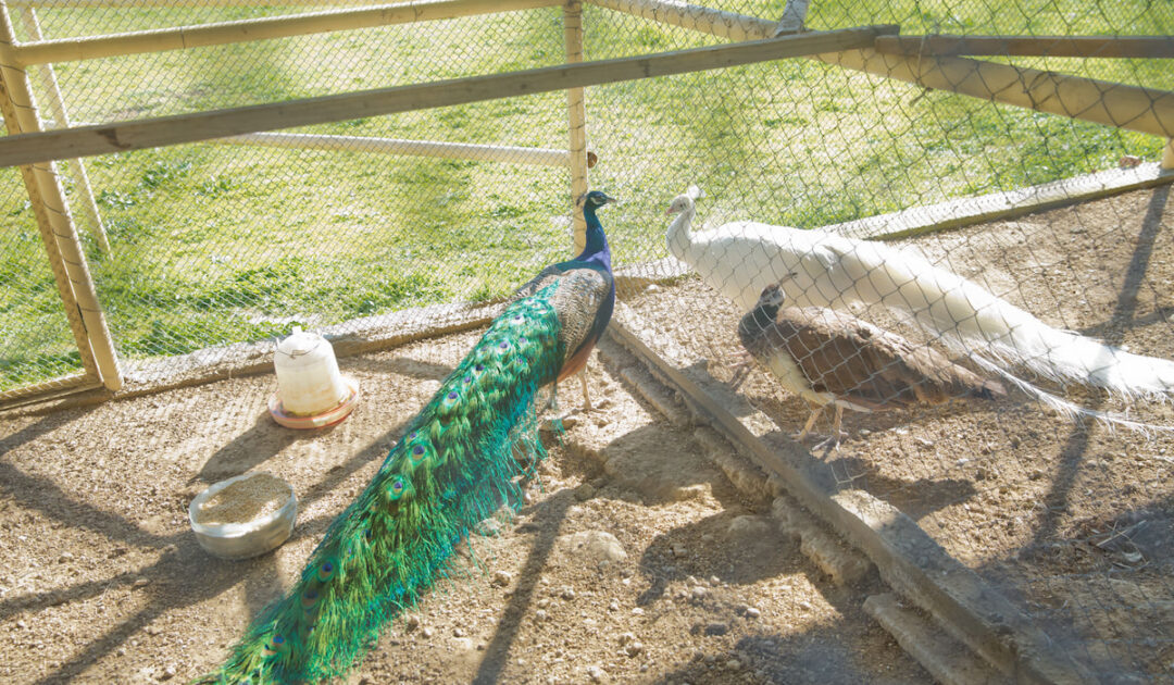 How to Keep Peacocks Cool in Summer – 9 Tips - The Hip Chick