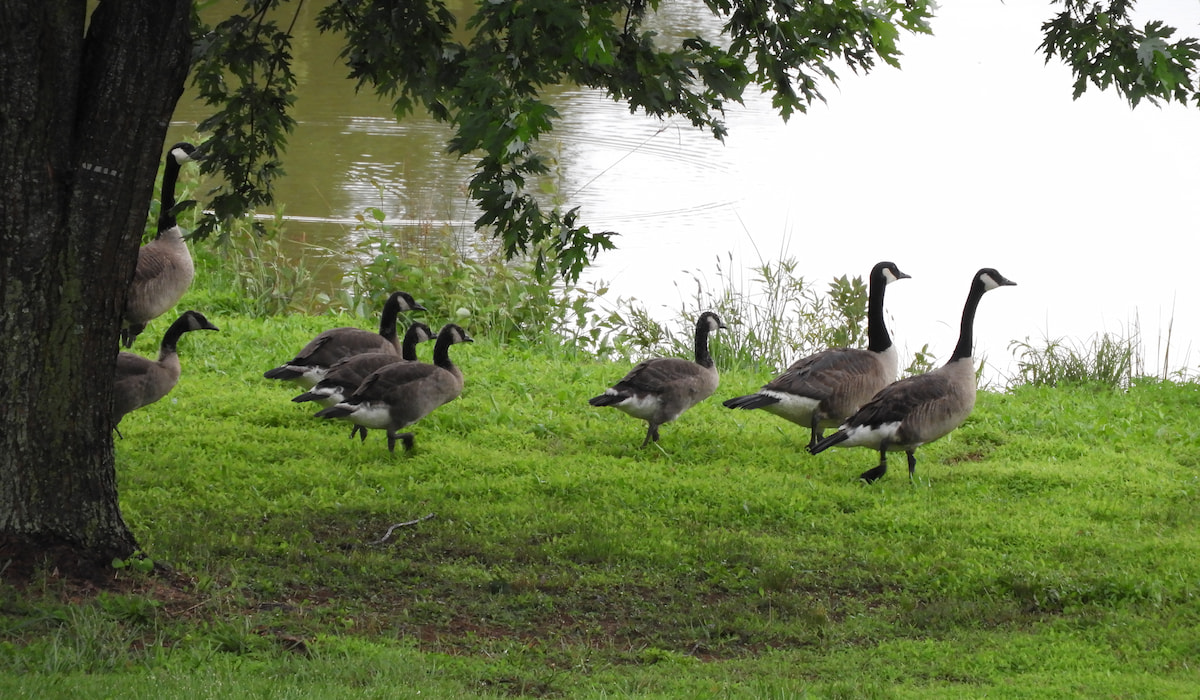 How to Keep Geese Cool in Summer – 10 Tips - The Hip Chick