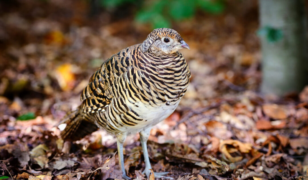 How To Keep Quail Cool in Summer – 10 Tips - The Hip Chick