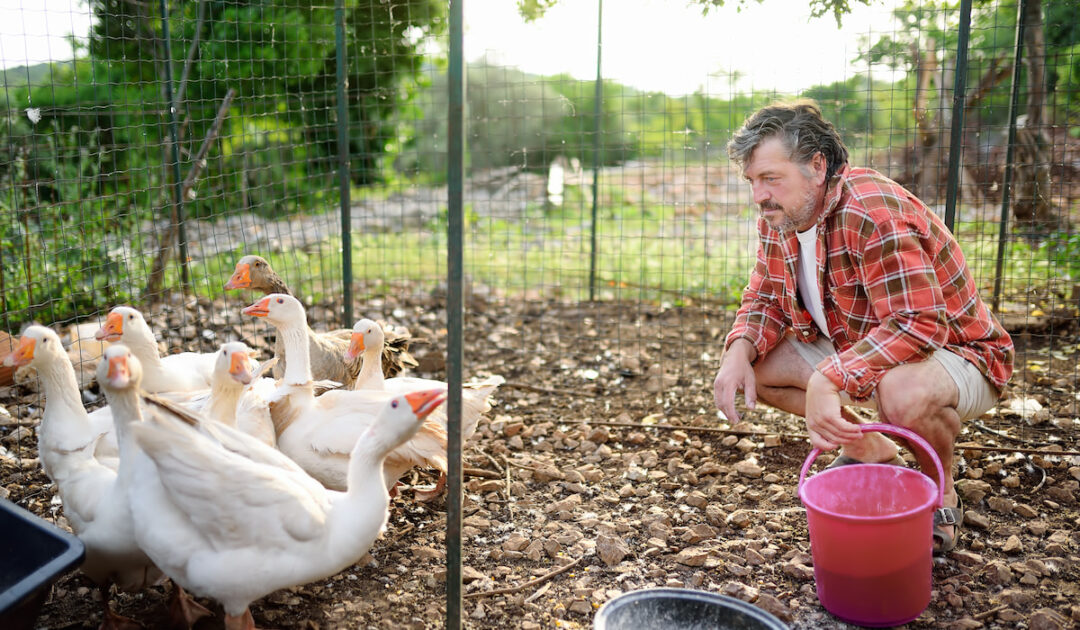 How to Keep Geese Cool in Summer – 10 Tips - The Hip Chick