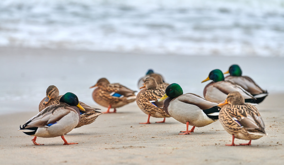 12 Types of Ducks in Texas - The Hip Chick