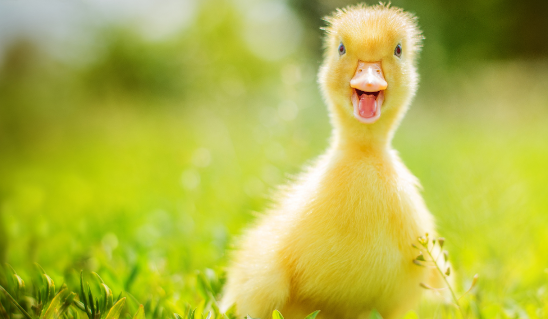 500 Awesome Yellow Duck Names - The Hip Chick
