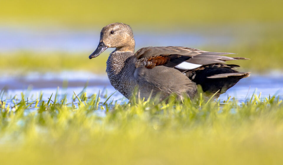 Types of Ducks - The Hip Chick
