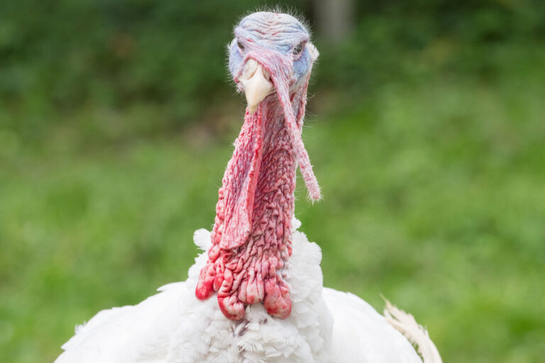 Broad Breasted White Turkey Facts - The Hip Chick