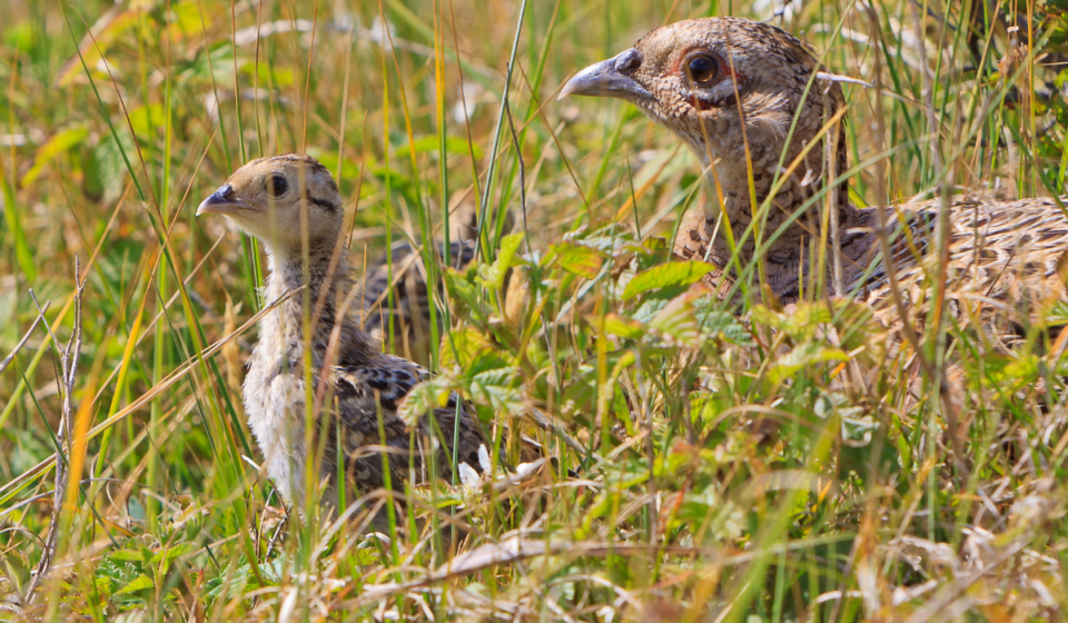 Why Are My Baby Pheasants Dying? 7 Common Reasons - The Hip Chick