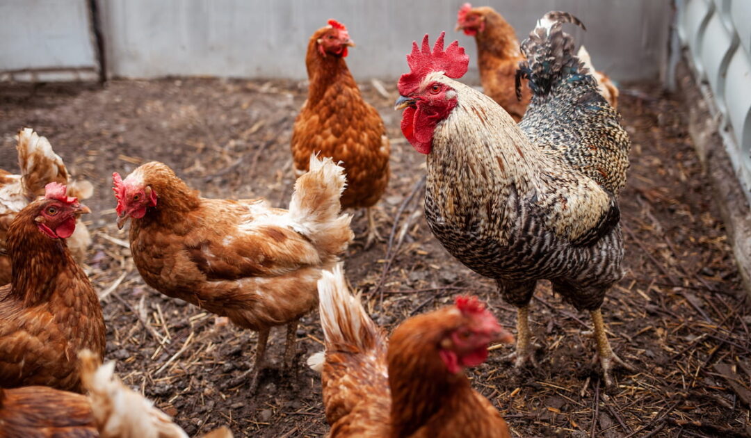 How to Keep Chickens Cool in Summer – 8 Tips - The Hip Chick