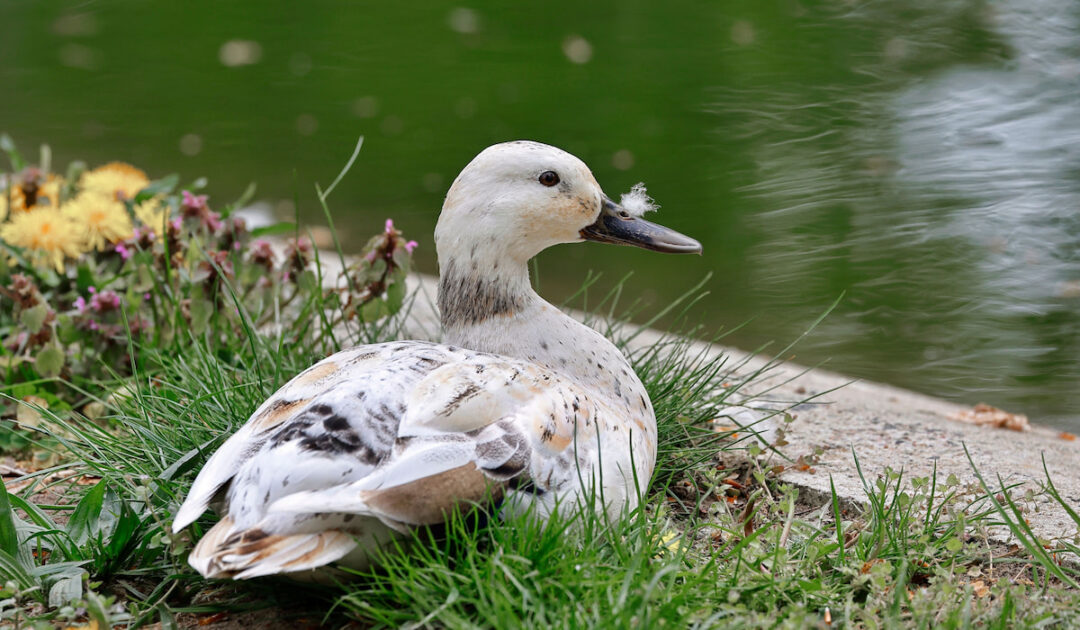 11 Small Duck Breeds - The Hip Chick