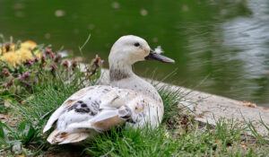 11 Small Duck Breeds - The Hip Chick