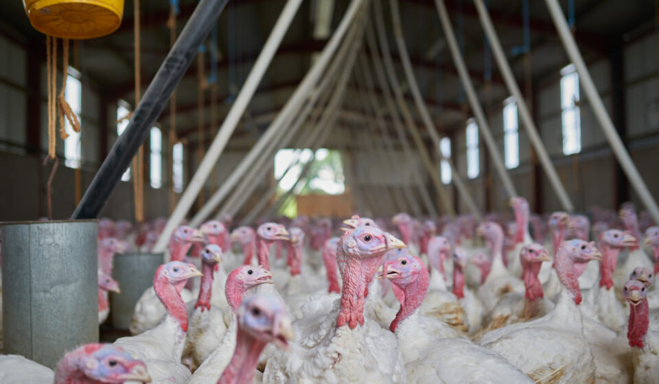 How to Keep Turkeys Cool in Summer – 10 Tips - The Hip Chick