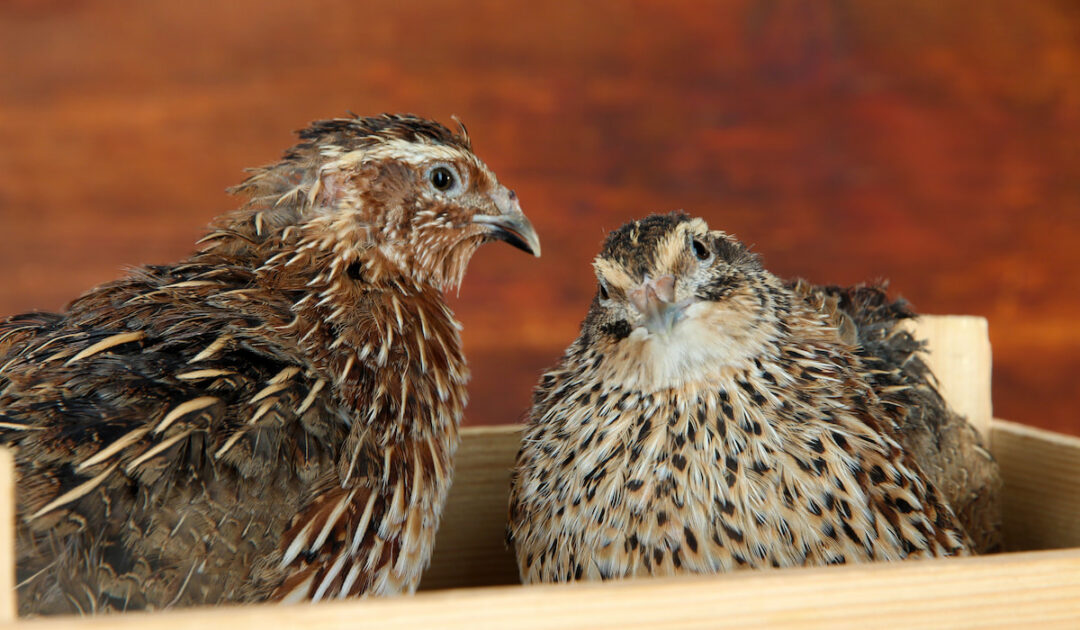 How To Keep Quail Cool in Summer – 10 Tips - The Hip Chick