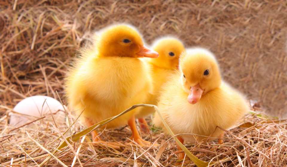 500 Awesome Yellow Duck Names - The Hip Chick
