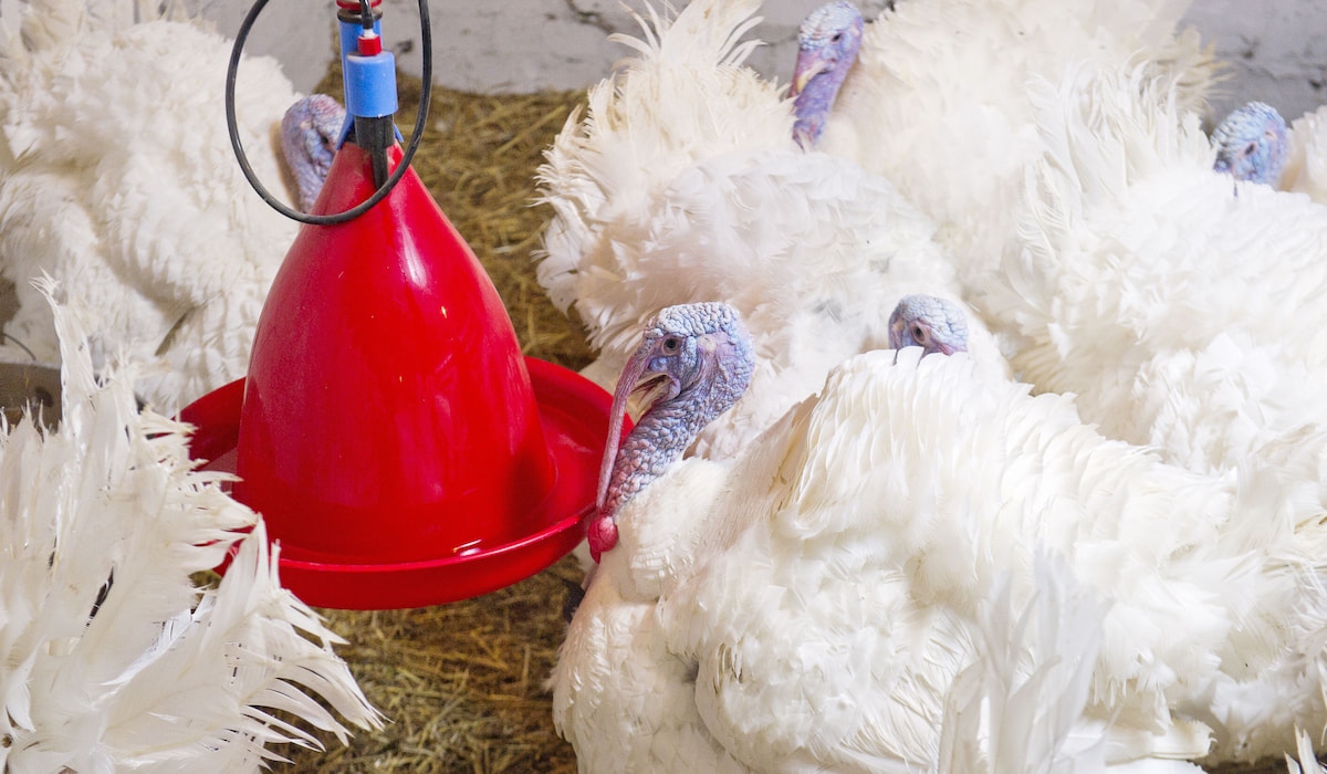 How to Keep Turkeys Cool in Summer – 10 Tips - The Hip Chick