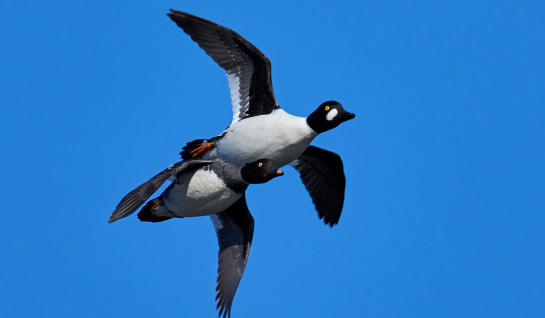 12 Types of Ducks in Texas - The Hip Chick