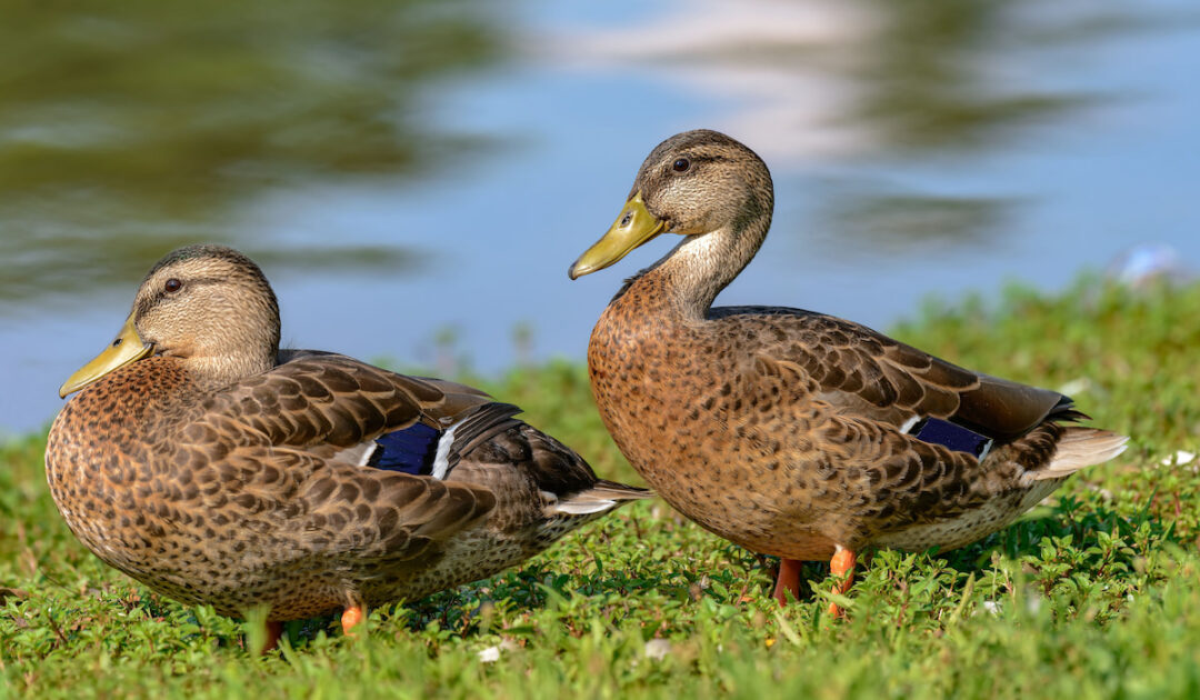Types of Ducks - The Hip Chick